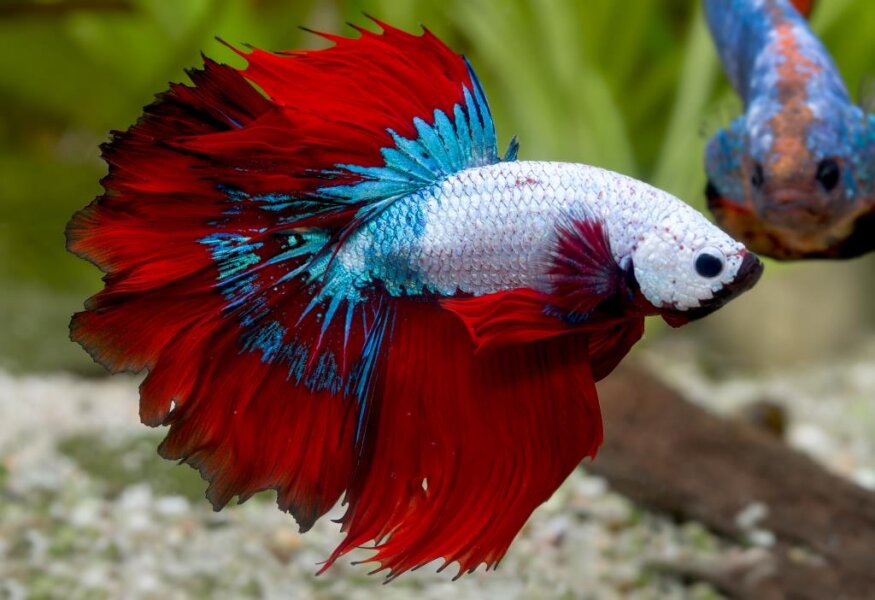 MEGAZOO Hamburg-Osdorf | Osdorfer Landstraße 33